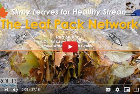 New Leaf Pack Stream Ecology Kit Featuring Sensitivity Groups - Leaf ...