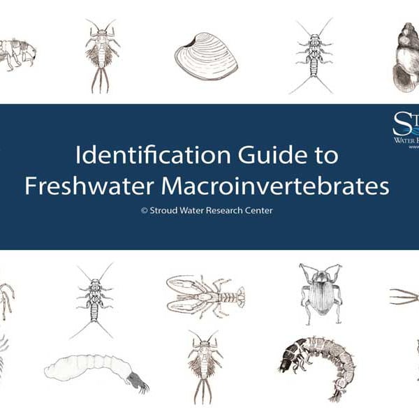 What Are Benthic Macroinvertebrates? - Leaf Pack Network