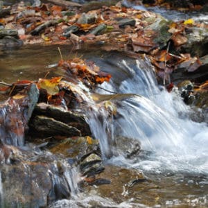 Welcome to the Leaf Pack Network - Leaf Pack Network