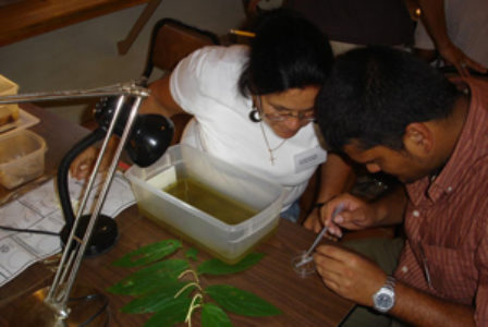 What's the Best Time to Do a Leaf Pack Experiment? - Leaf Pack Network