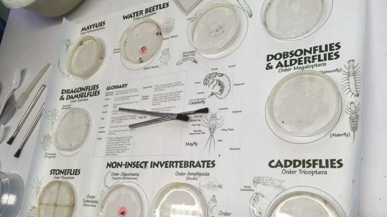 Welcome to the Leaf Pack Network - Leaf Pack Network