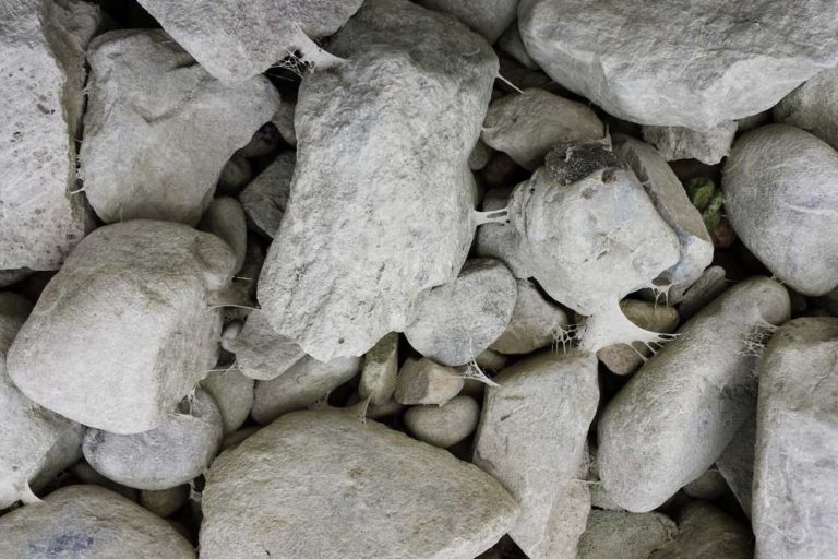 Rock Pack Experiment - Leaf Pack Network